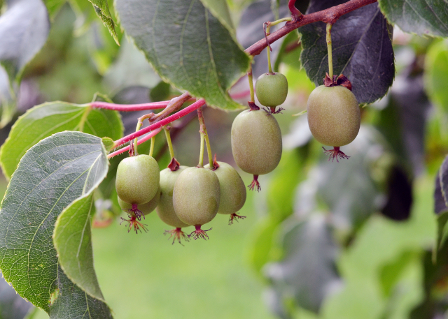 Hardy Kiwi - Humble Abode