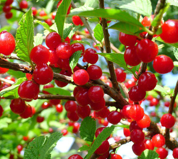 Nanking Cherry - Humble Abode