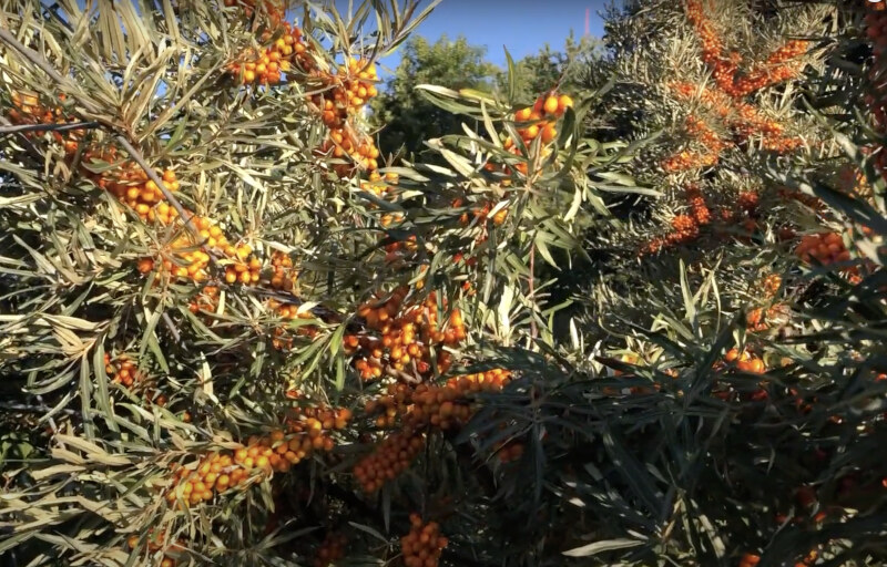 Seaberry - Humble Abode