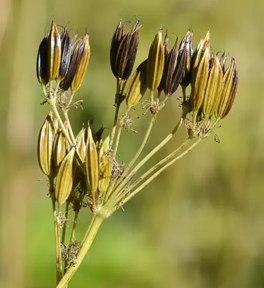 Sweet Cicely (3 plants) - Humble Abode