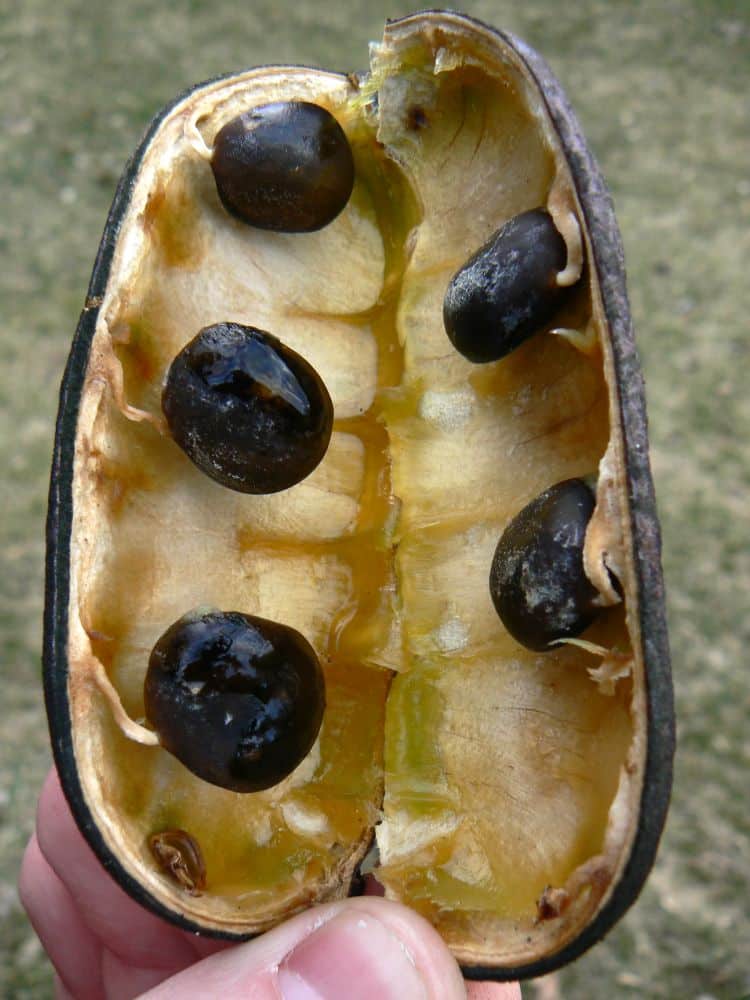 Kentucky Coffeetree - Humble Abode